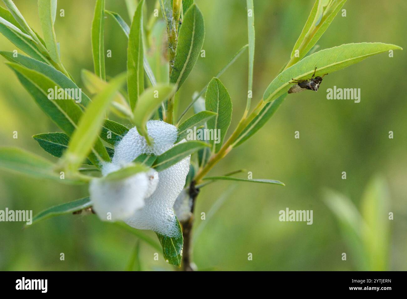 True Spittlebugs (Aphrophoridae Stock Photo - Alamy