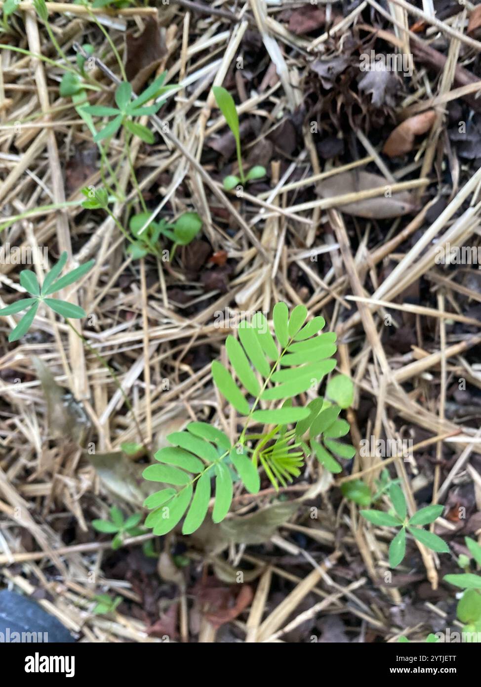 Chamberbitter (Phyllanthus urinaria Stock Photo - Alamy