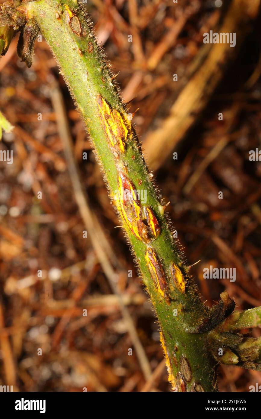 Kuehneola uredinis hi-res stock photography and images - Alamy