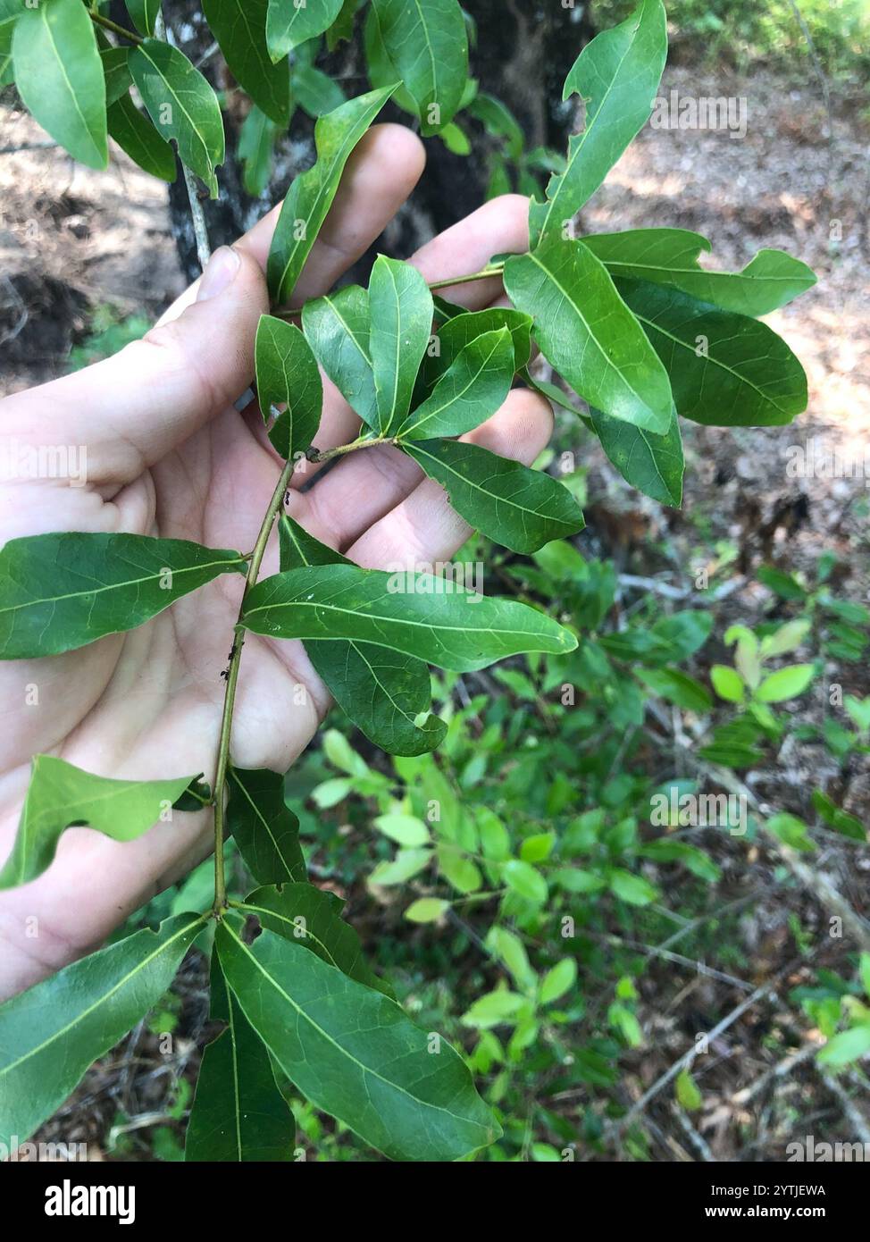 Darlington Oak (Quercus hemisphaerica Stock Photo - Alamy