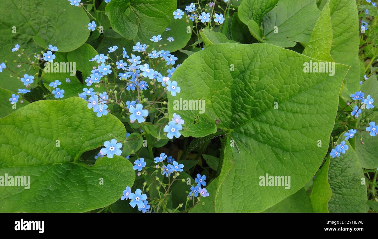 Siberian bugloss (Brunnera macrophylla Stock Photo - Alamy
