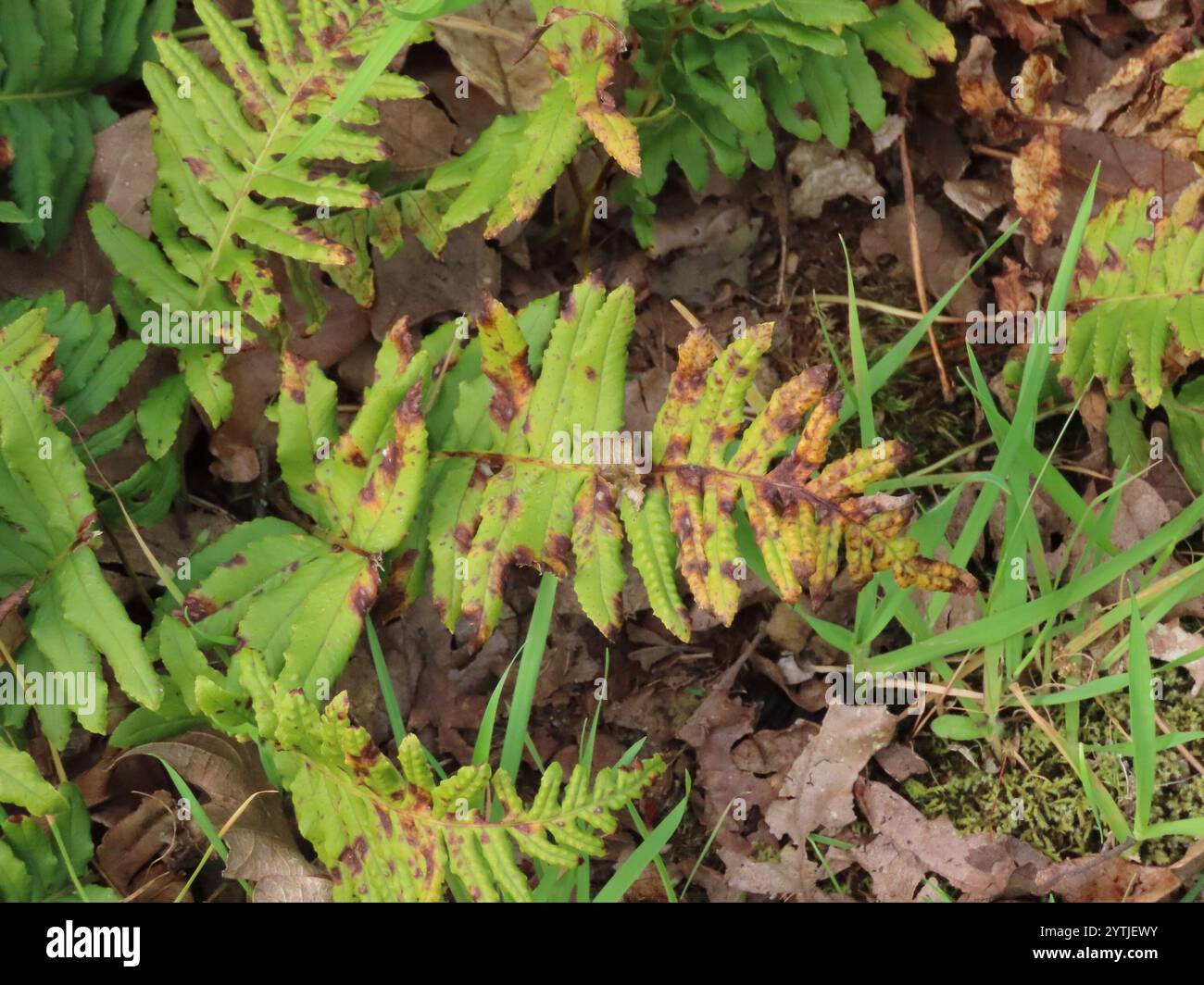 licorice fern (Polypodium glycyrrhiza Stock Photo - Alamy