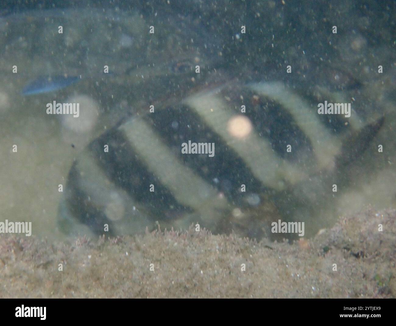 Zebra Seabream (Diplodus hottentotus Stock Photo - Alamy