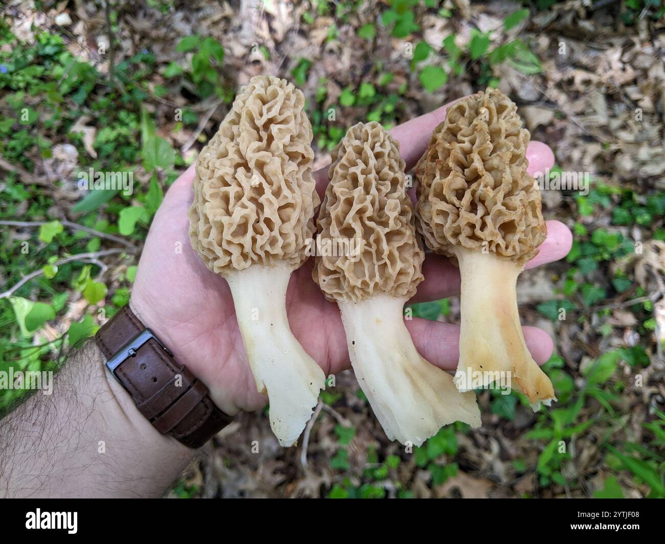 true morels (Morchella Stock Photo - Alamy