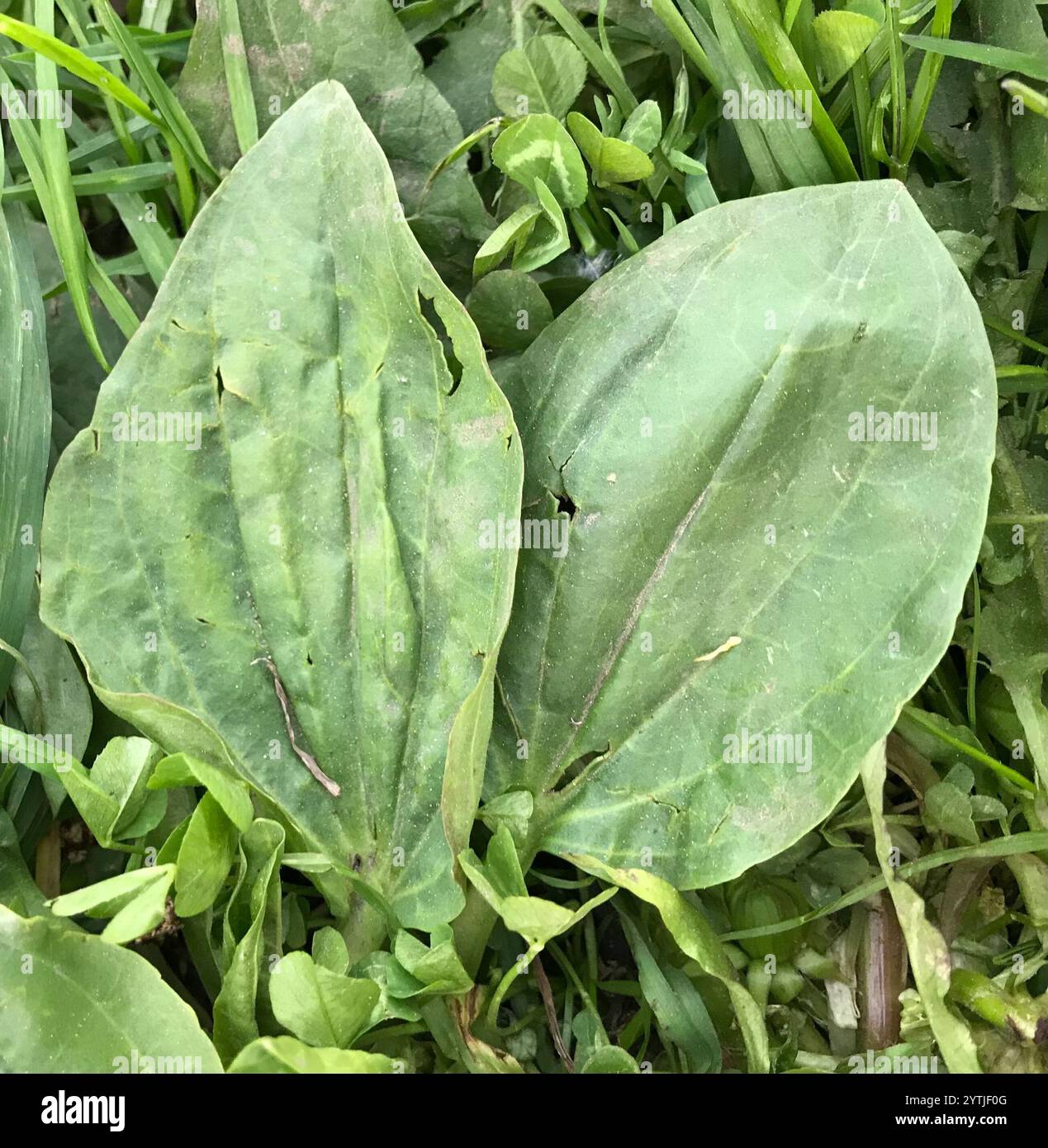 greater plantain (Plantago major Stock Photo - Alamy