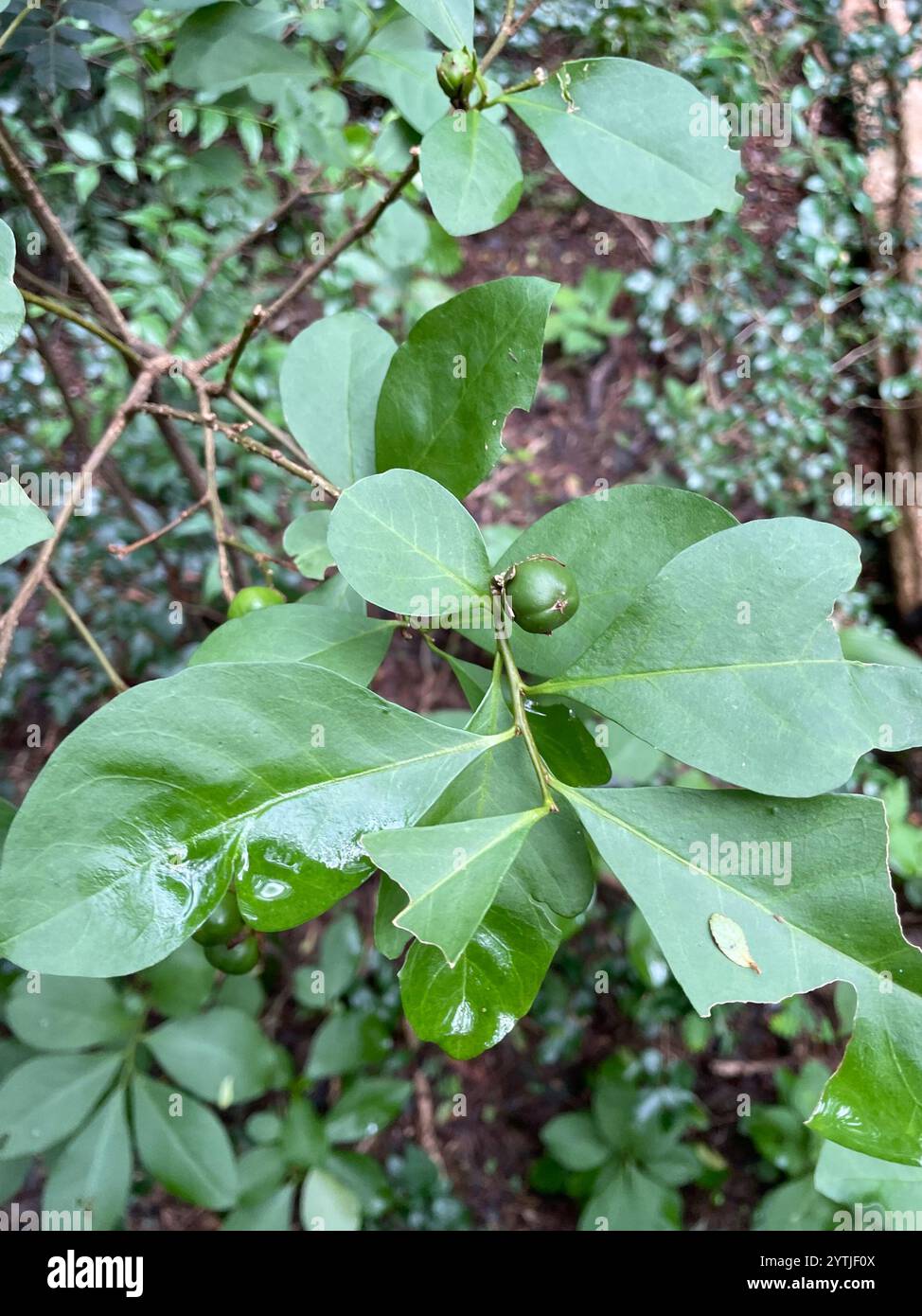 southern raintree (Brunfelsia australis Stock Photo - Alamy