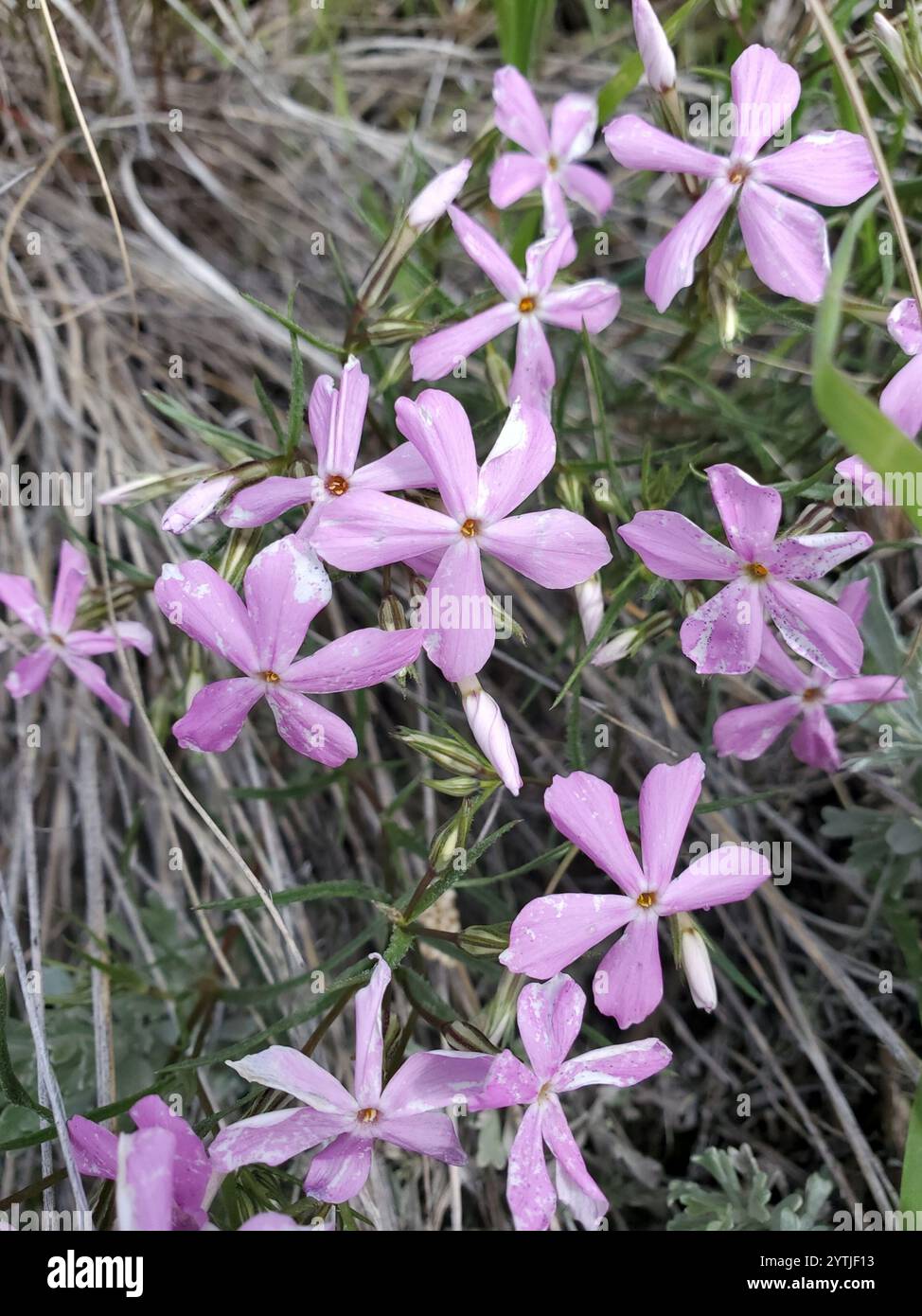 Phlox longifolia hi-res stock photography and images - Alamy