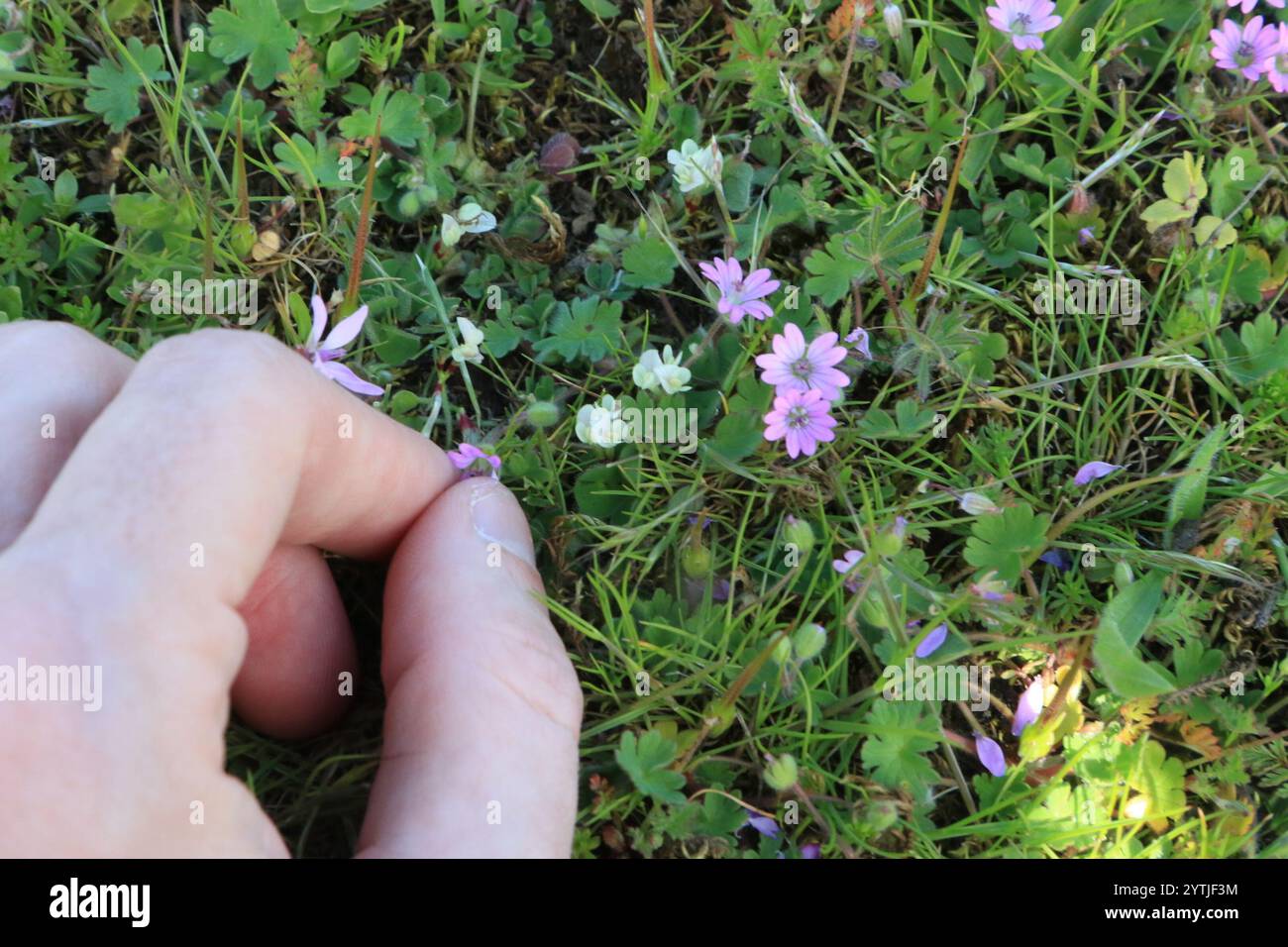 Subterranean Clover (Trifolium subterraneum Stock Photo - Alamy
