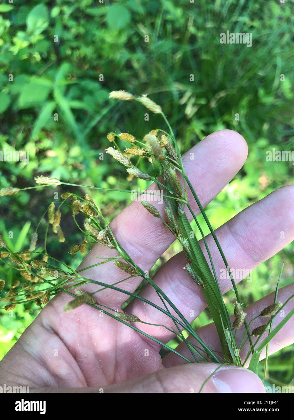 nodding bulrush (Scirpus pendulus Stock Photo - Alamy
