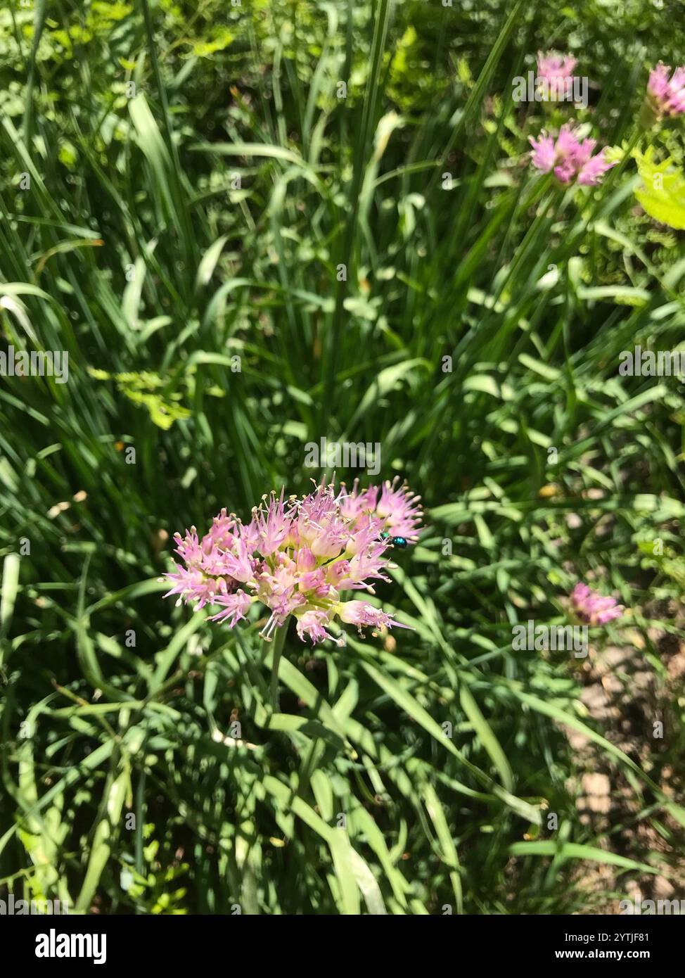 Swamp Onion (Allium validum Stock Photo - Alamy