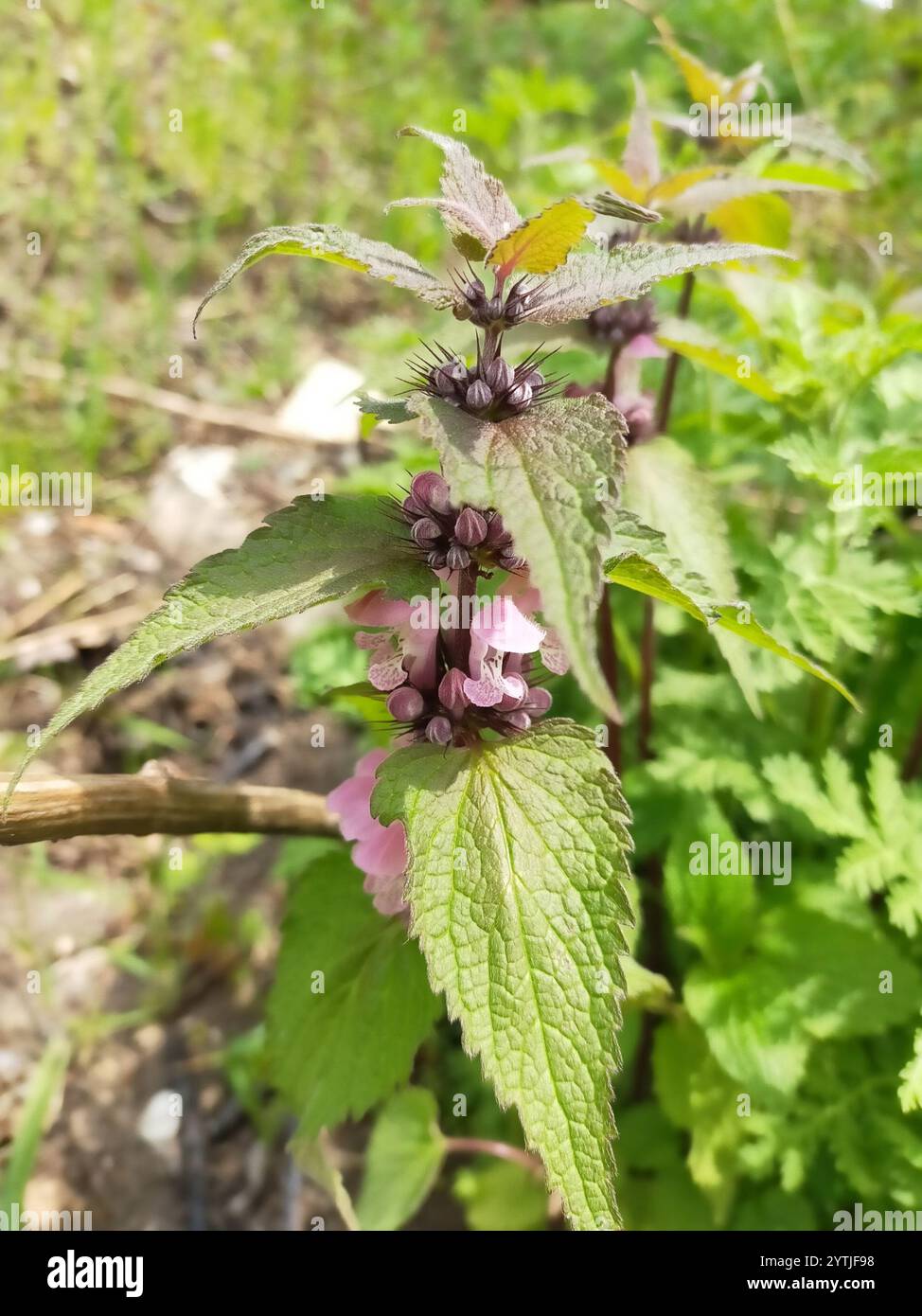 (Lamium album barbatum Stock Photo - Alamy