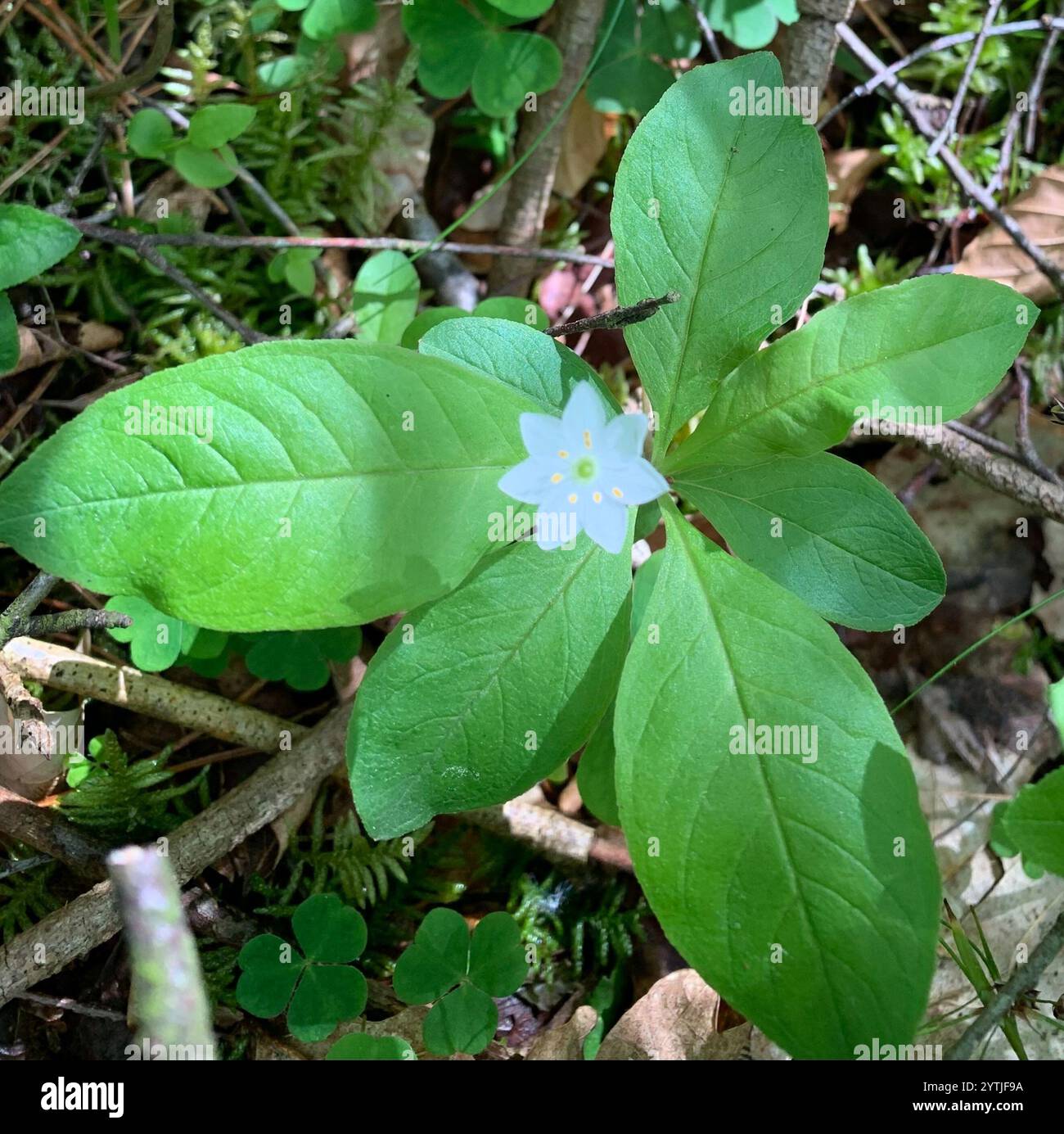 Arctic Starflower (Lysimachia europaea Stock Photo - Alamy