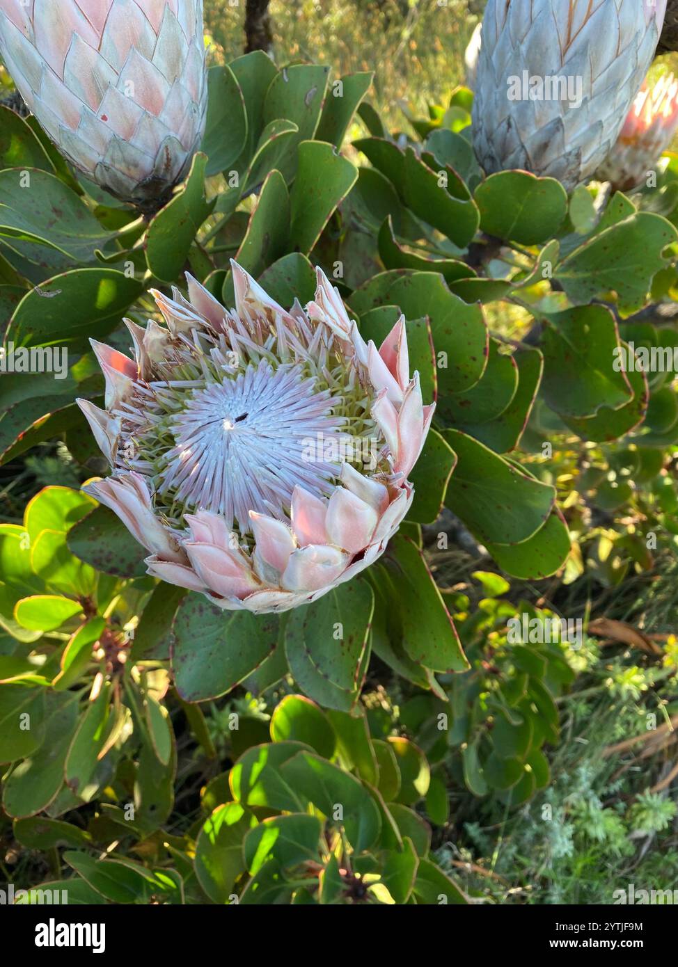 King Protea (Protea cynaroides Stock Photo - Alamy