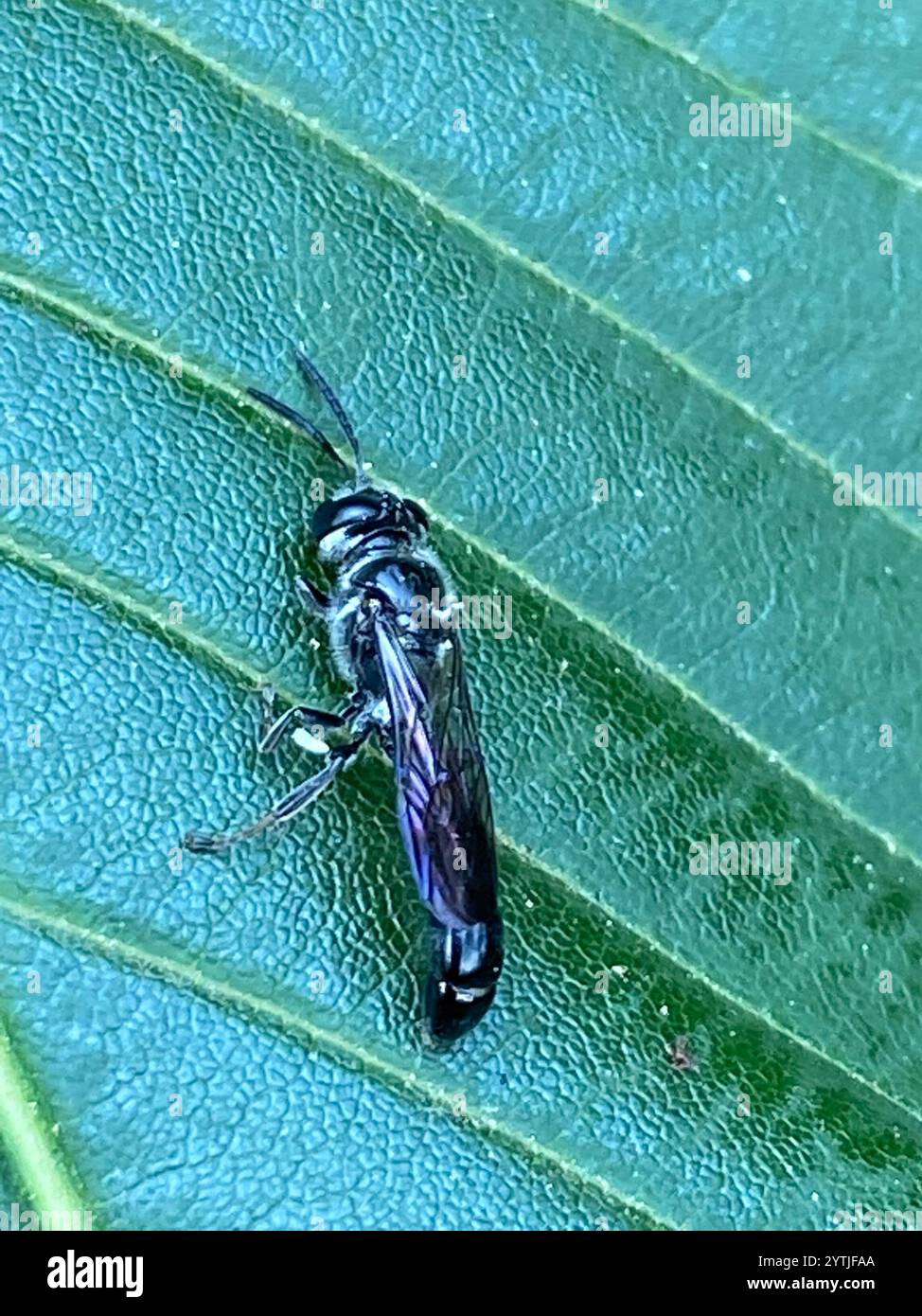 Square-headed Wasps, Sand Wasps, and Allies (Crabronidae Stock Photo ...