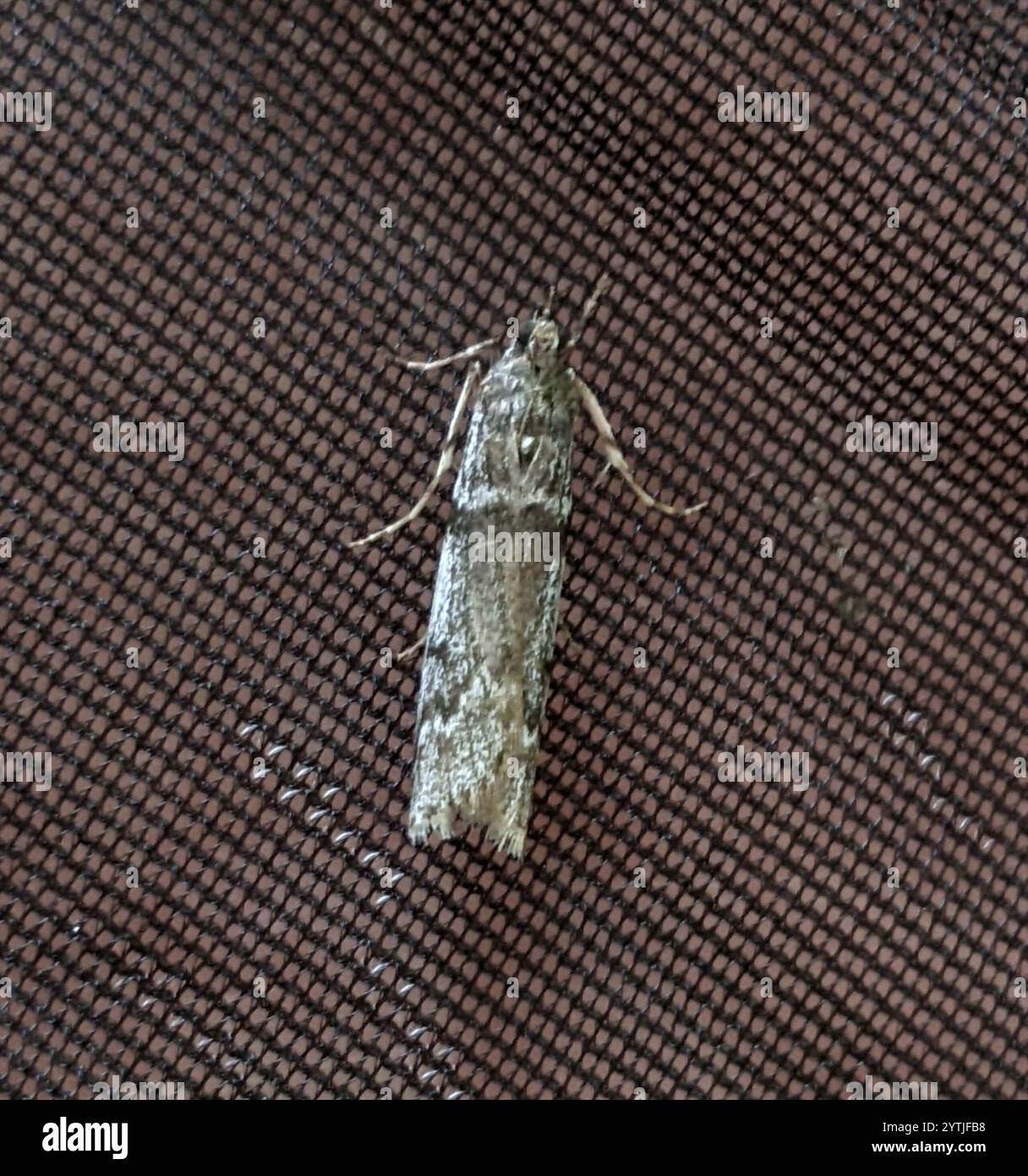 Gooseberry Fruitworm Moth (Zophodia grossulariella Stock Photo - Alamy