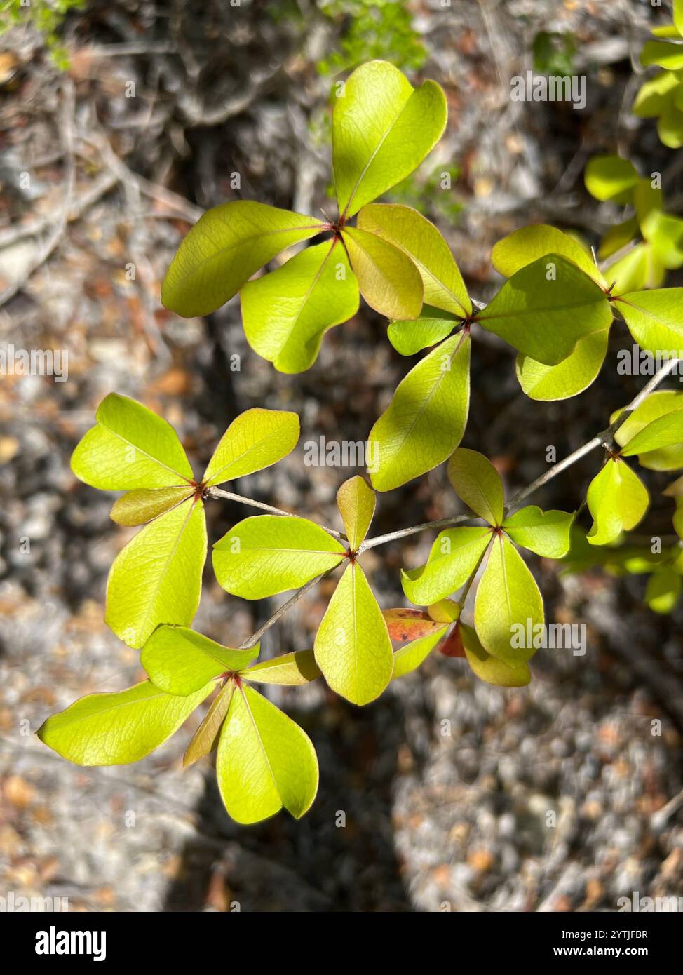 Terminalia buceras hi-res stock photography and images - Alamy