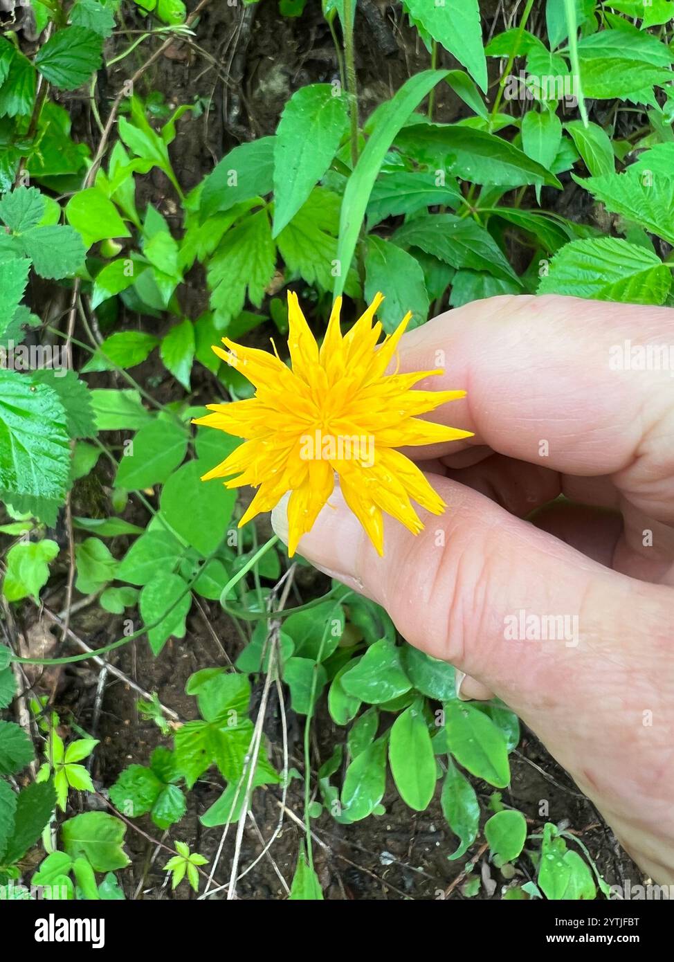 Two-flower Dwarf-dandelion (Krigia biflora Stock Photo - Alamy