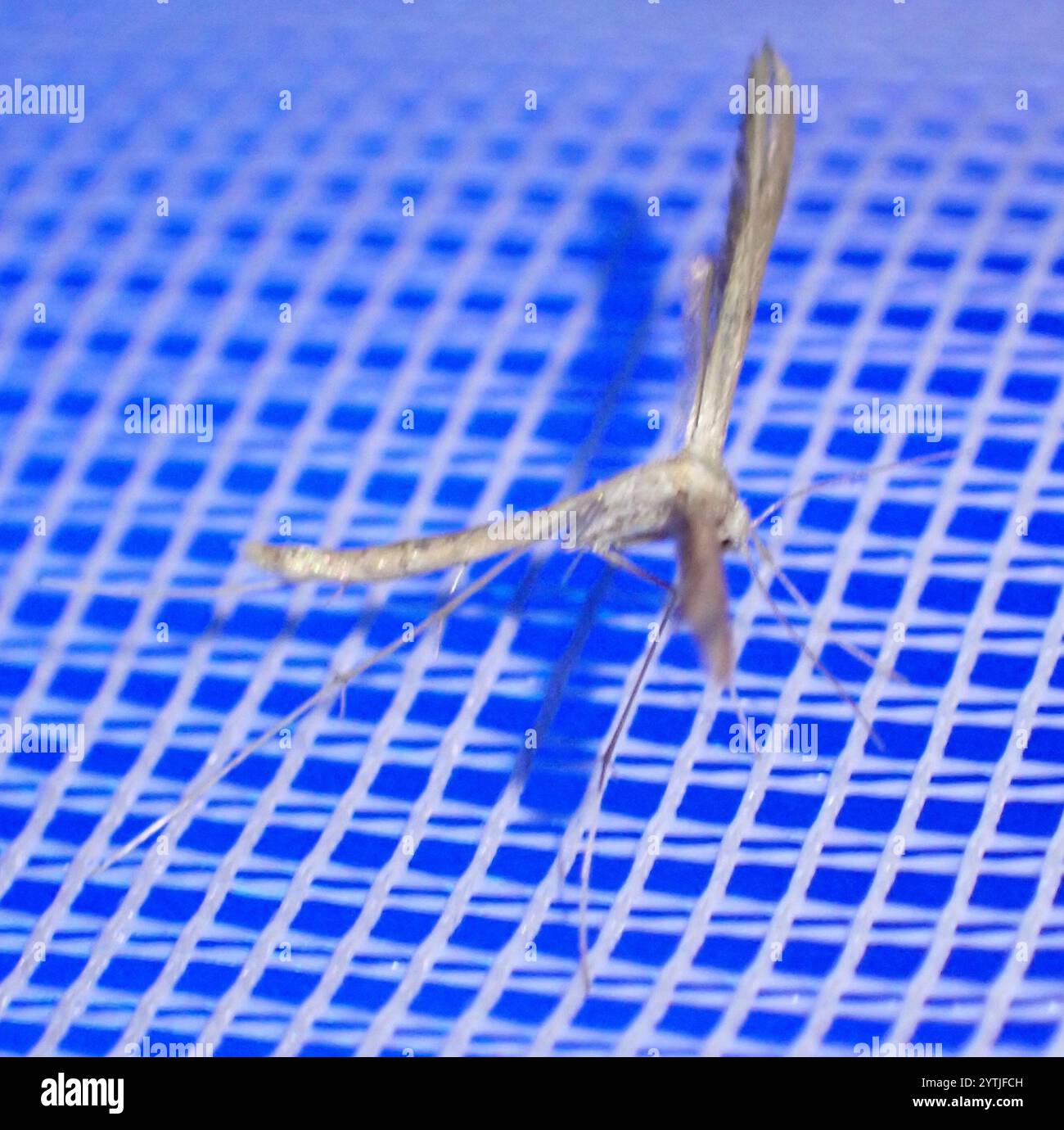 Plume Moths (Pterophoridae Stock Photo - Alamy