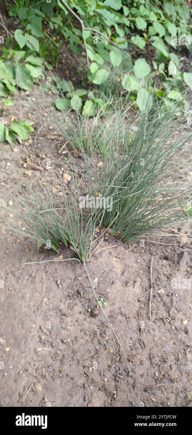 Hard Rush (Juncus inflexus Stock Photo - Alamy