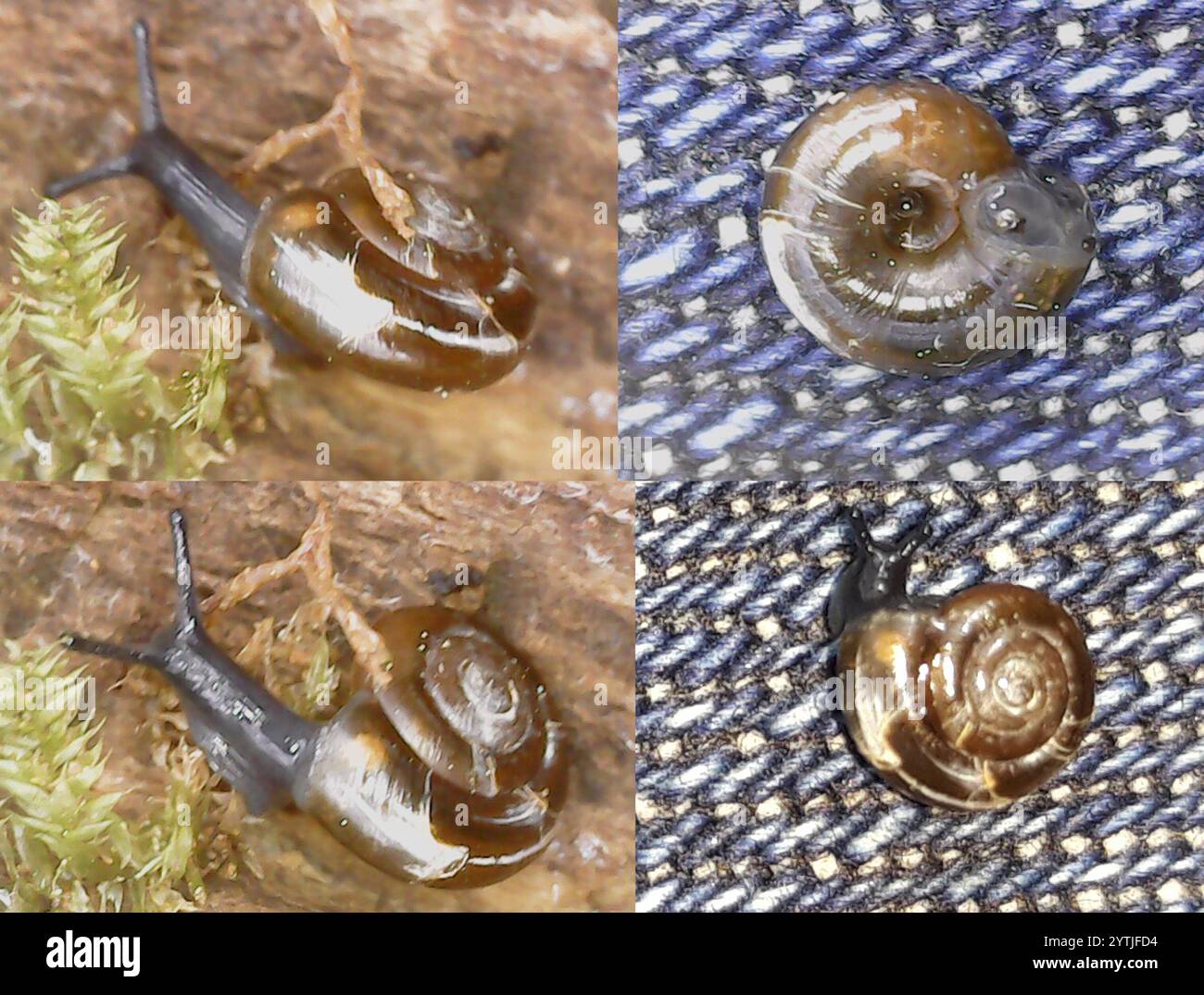 Black Gloss Snail (Zonitoides nitidus Stock Photo - Alamy