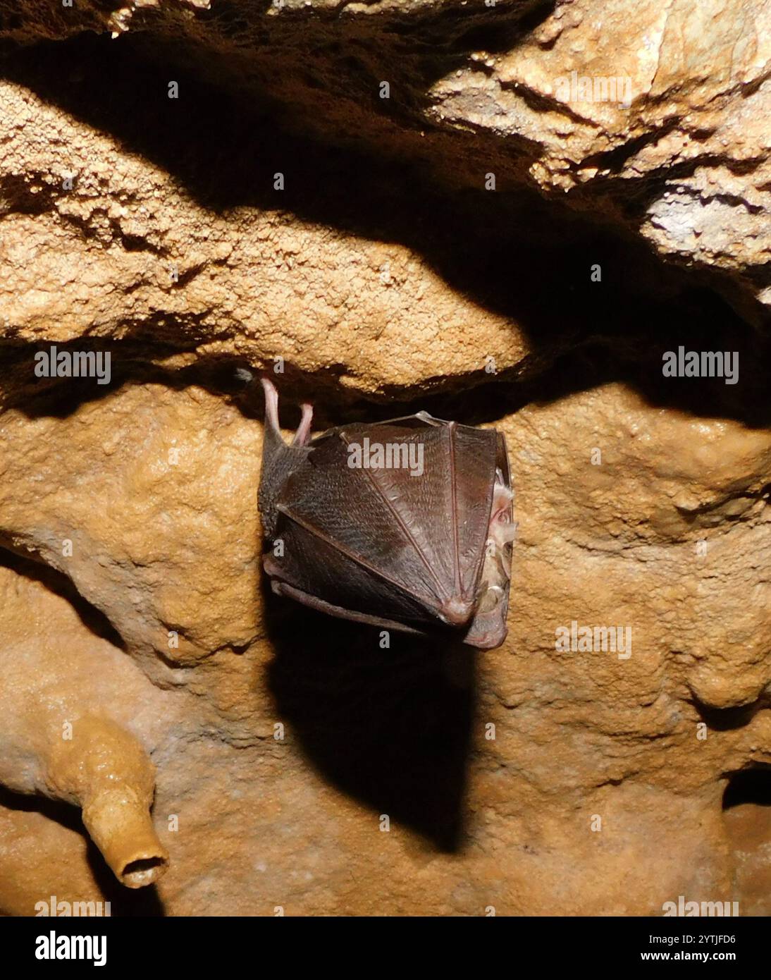 Lesser Horseshoe Bat (Rhinolophus hipposideros Stock Photo - Alamy