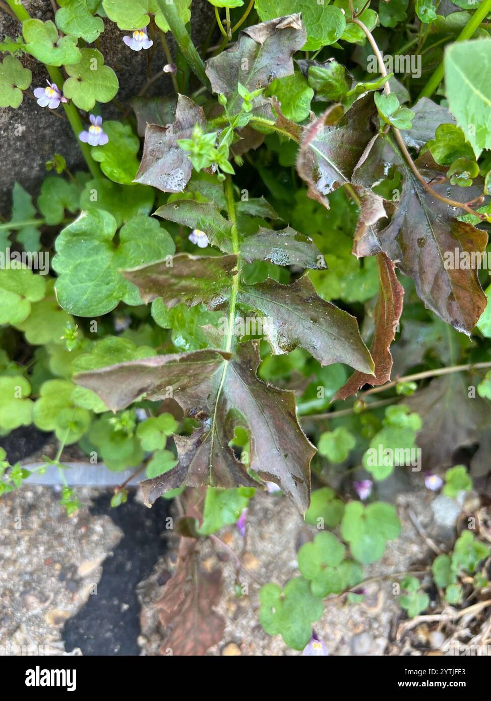 Oriental false hawksbeard (Youngia japonica Stock Photo - Alamy