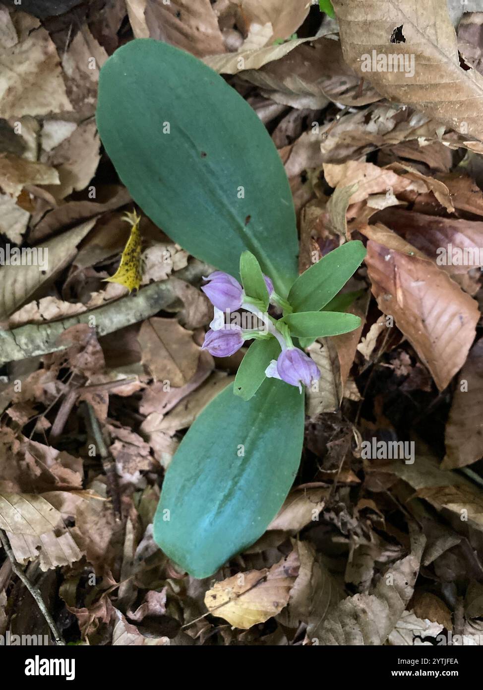 showy orchis (Galearis spectabilis Stock Photo - Alamy