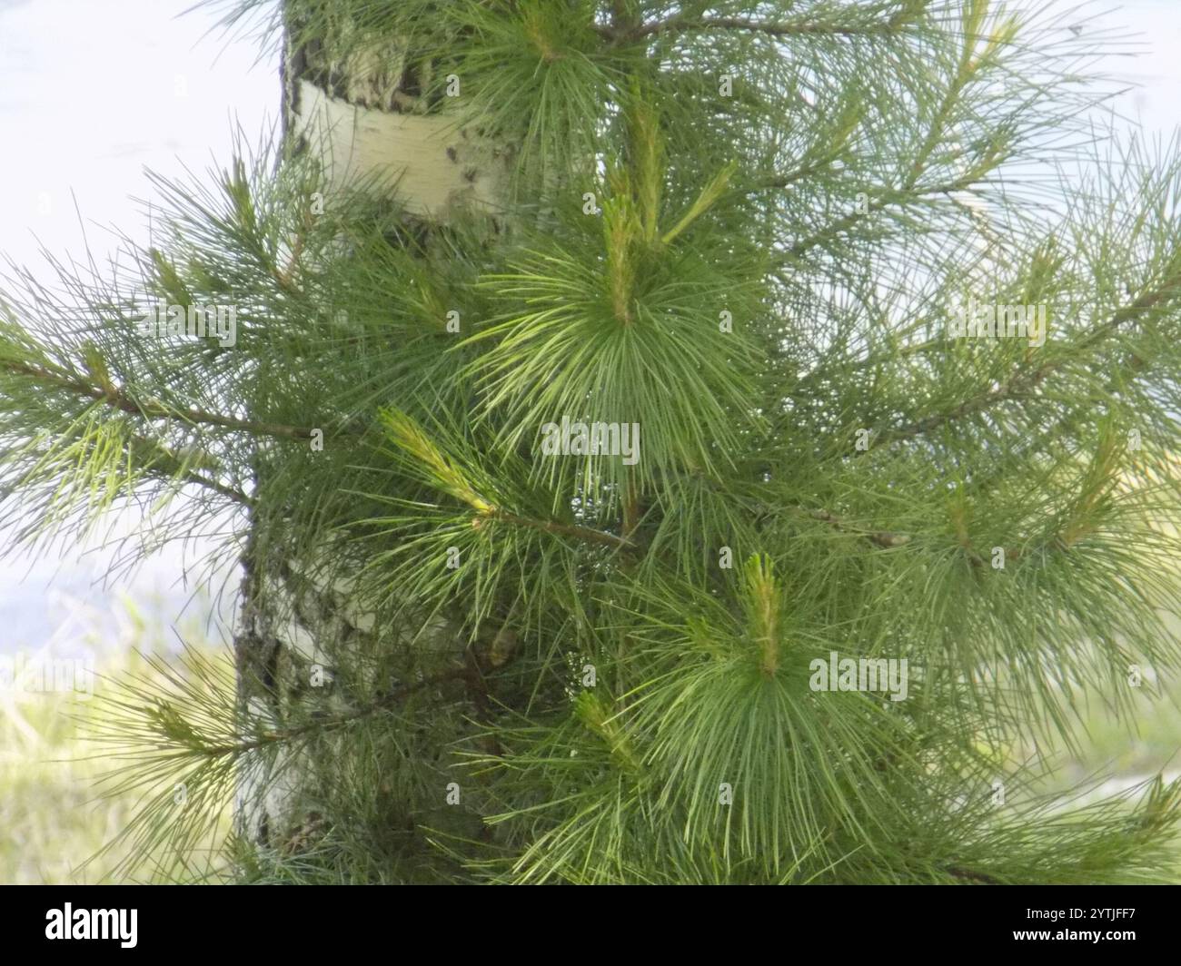 Siberian pine (Pinus sibirica Stock Photo - Alamy