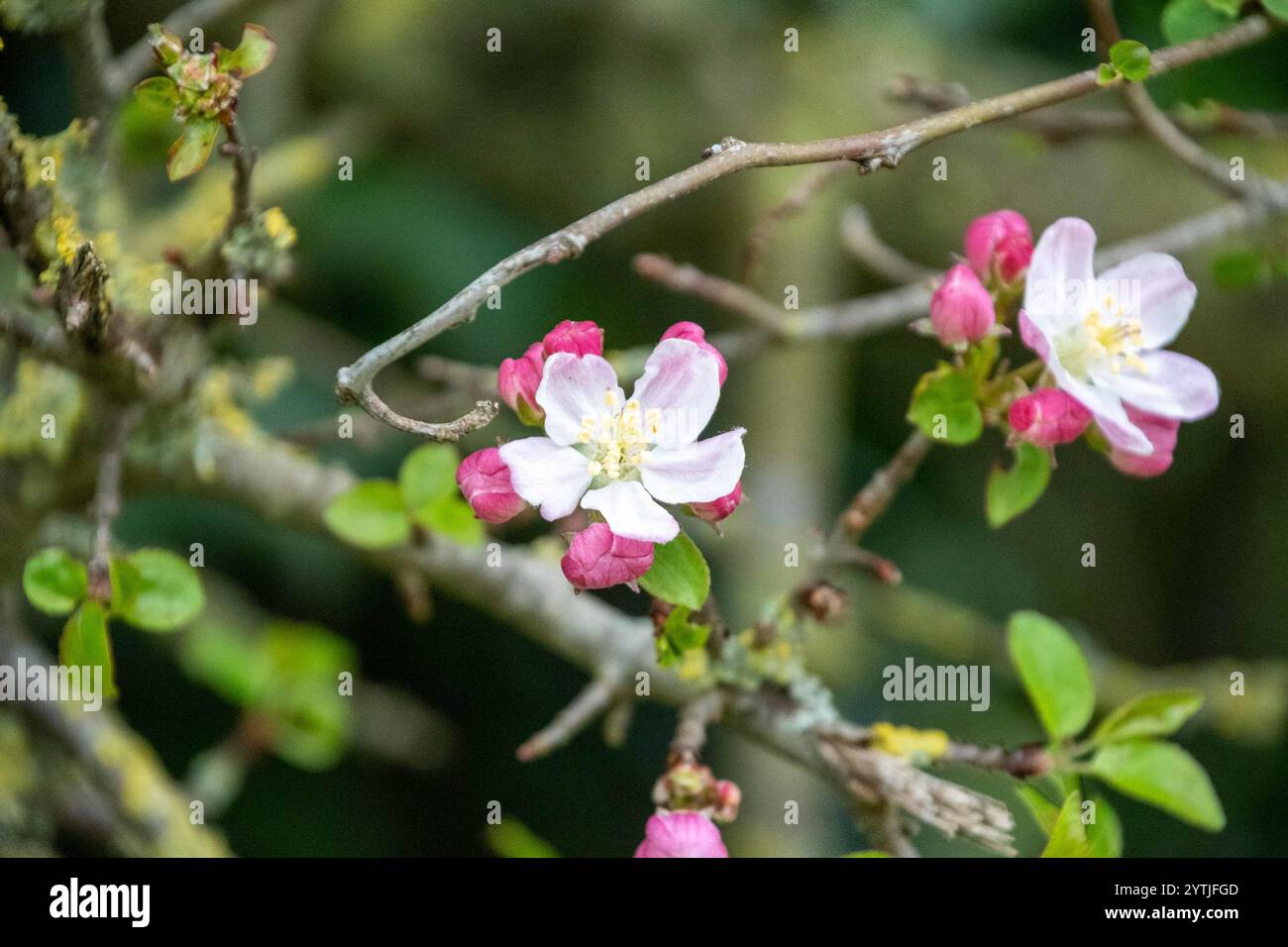 European Wild Apple (Malus sylvestris Stock Photo - Alamy