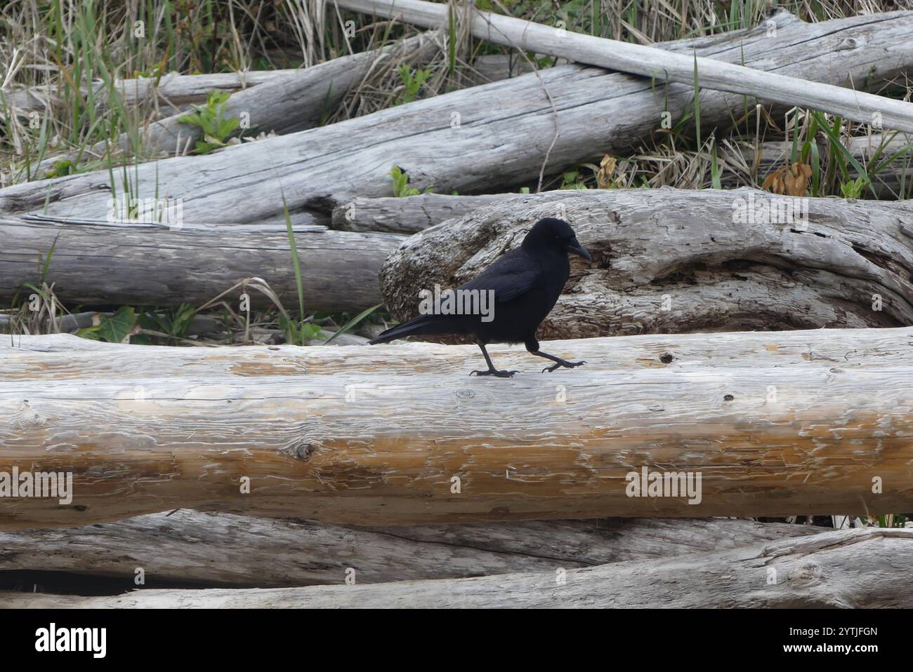 American Crow (Corvus brachyrhynchos Stock Photo - Alamy