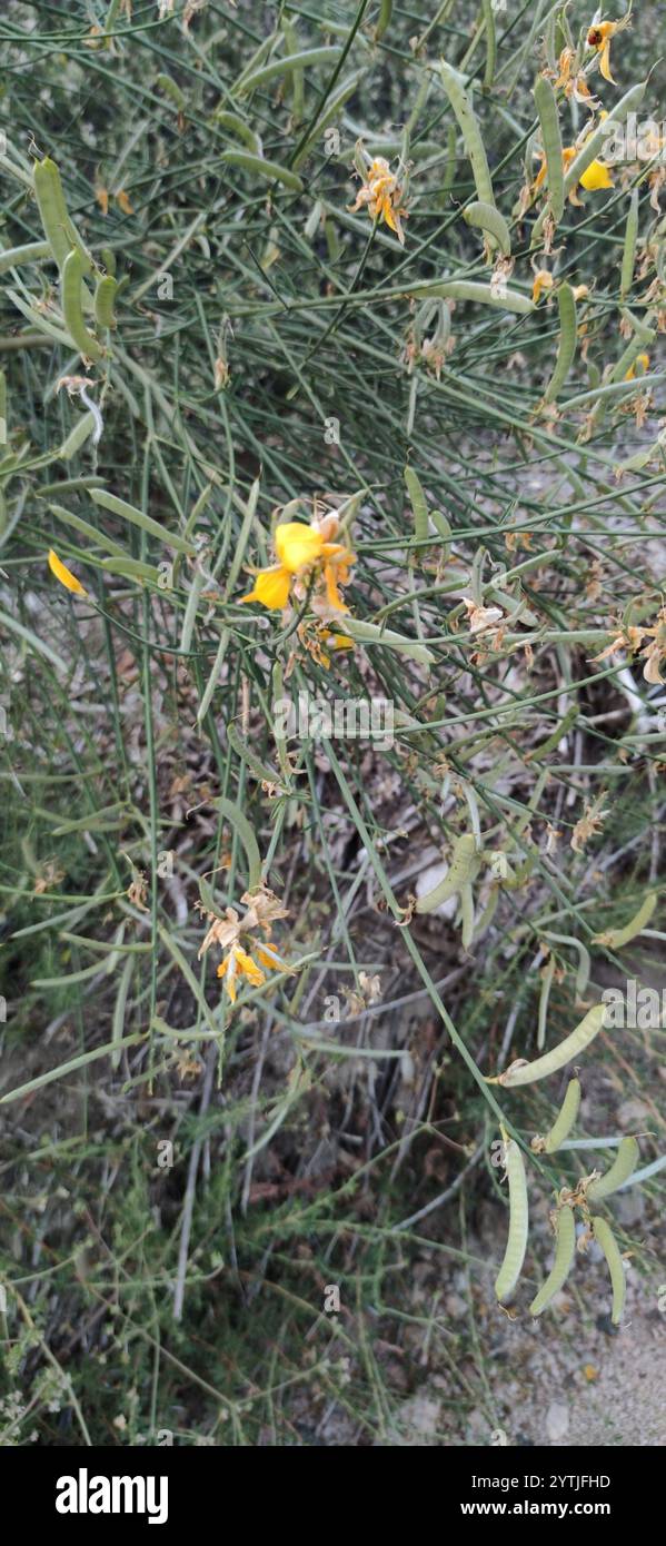 Spanish Broom (Spartium junceum Stock Photo - Alamy