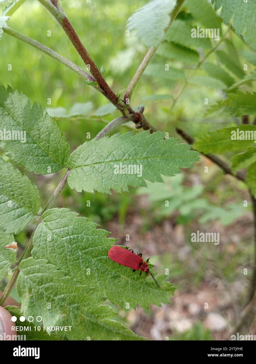 Golden Net-winged Beetle (Dictyoptera aurora Stock Photo - Alamy