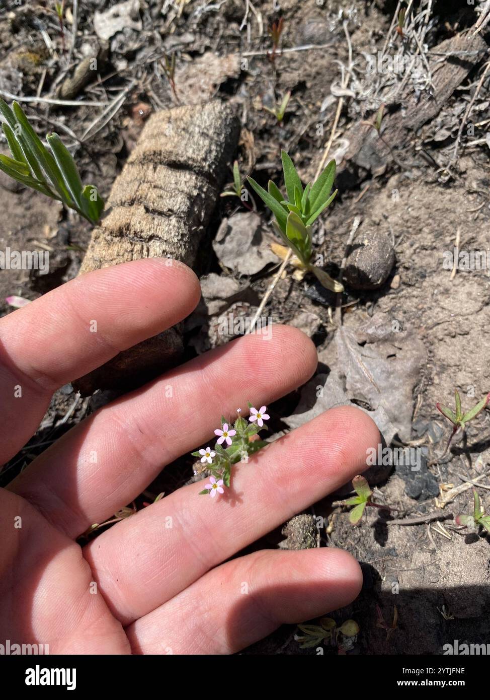 slender phlox (Microsteris gracilis Stock Photo - Alamy