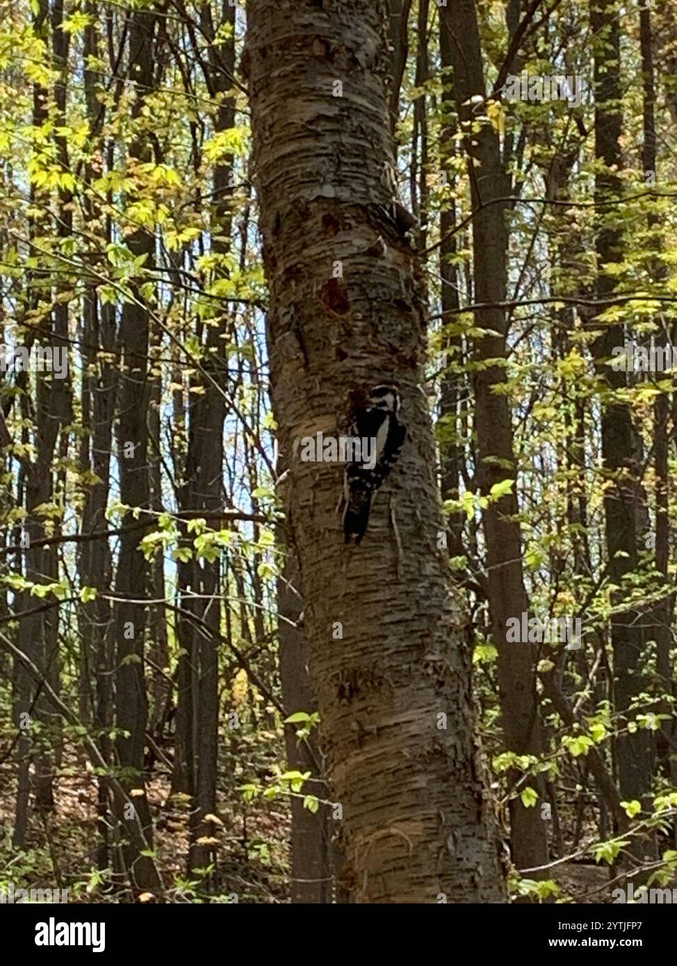 Dryobates Woodpeckers (Dryobates Stock Photo - Alamy