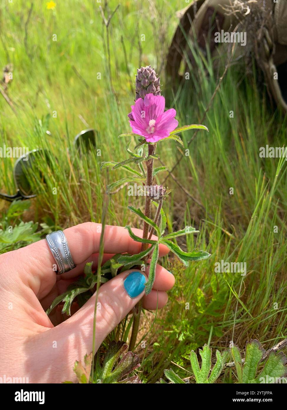 Meadow checker mallow hi-res stock photography and images - Alamy