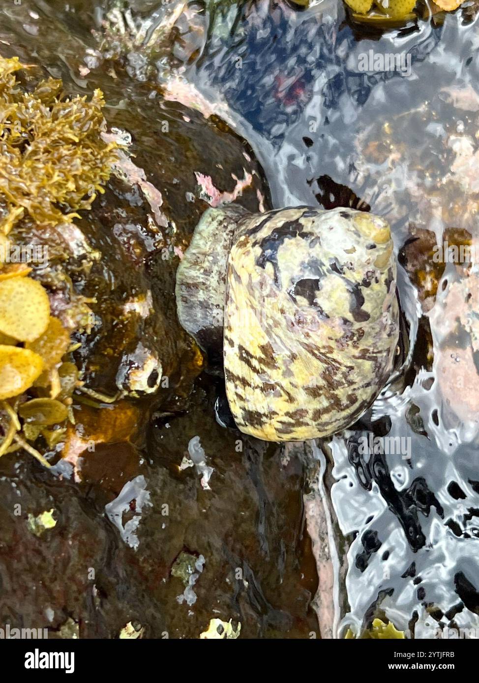 West Indian Top Shell (Cittarium pica Stock Photo - Alamy