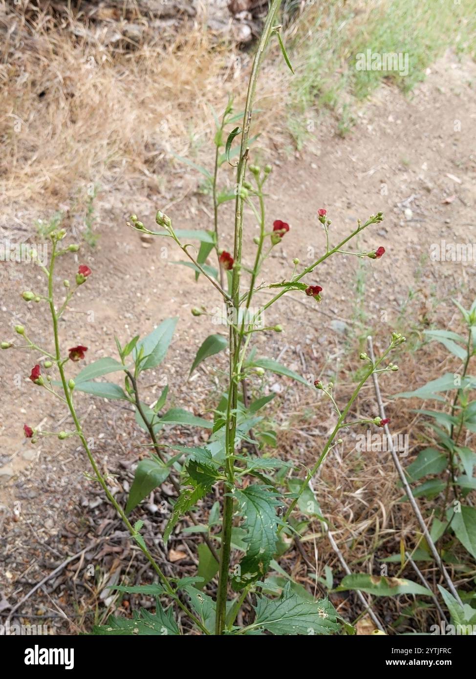 California beeplant (Scrophularia californica Stock Photo - Alamy
