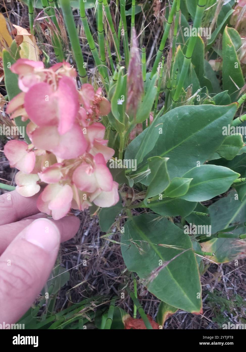 winged dock (Rumex venosus Stock Photo - Alamy