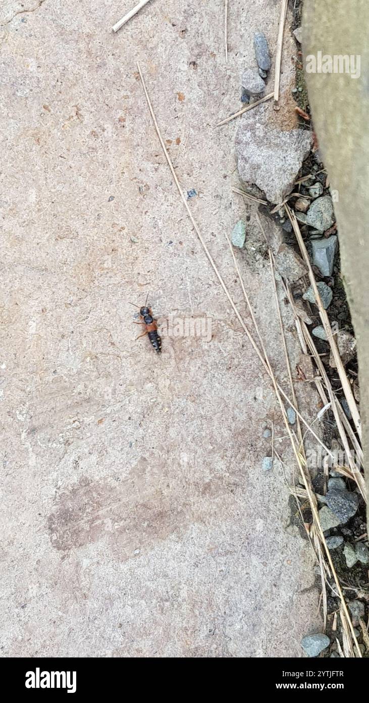 Staphylinus erythropterus hi-res stock photography and images - Alamy