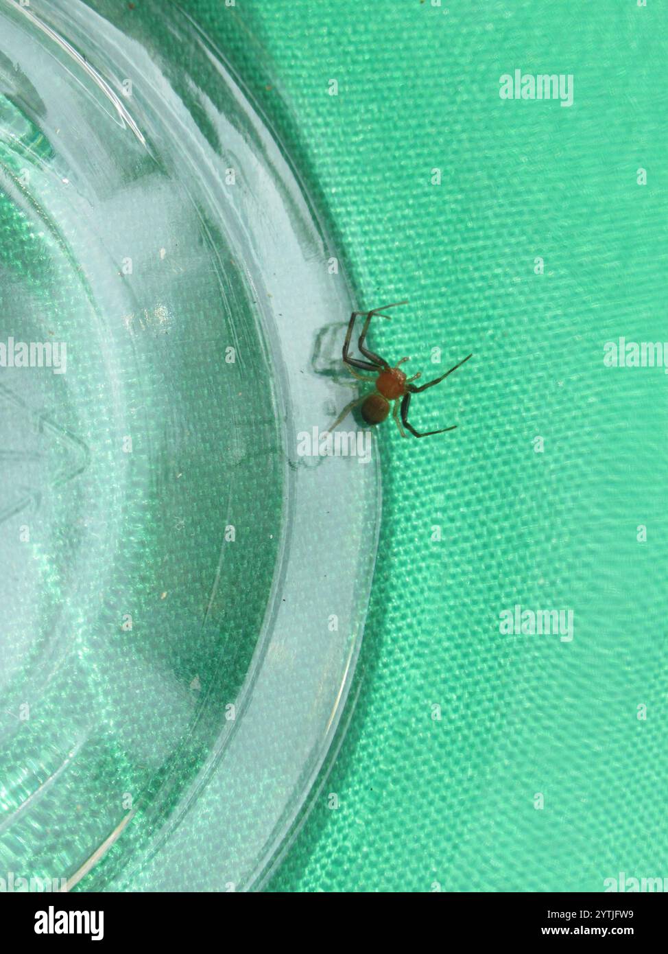 Black-banded Crab Spider (Synema parvulum Stock Photo - Alamy