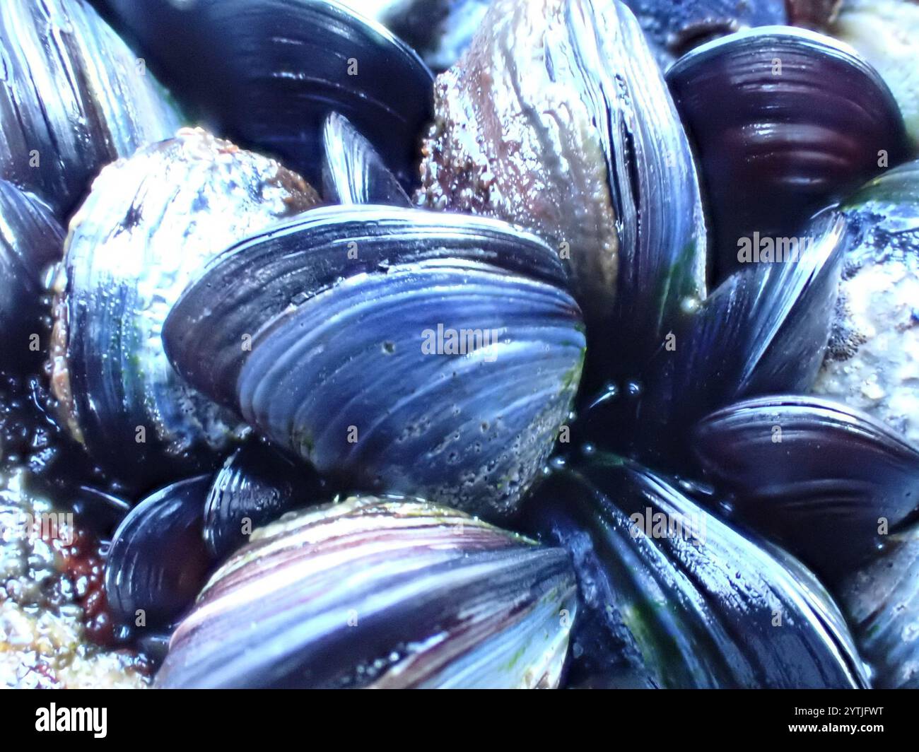 Mediterranean Mussel (Mytilus galloprovincialis Stock Photo - Alamy