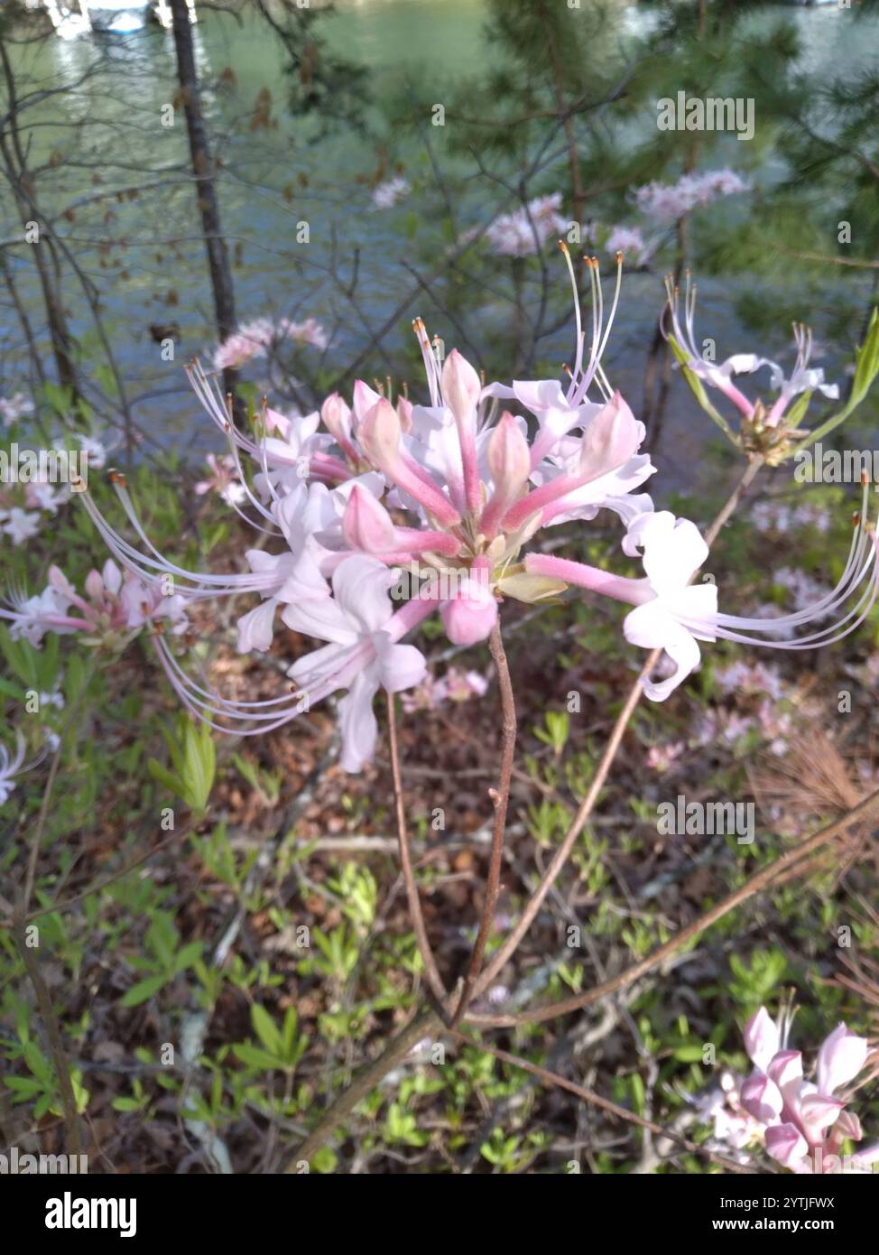 Mountain Azalea (Rhododendron canescens Stock Photo - Alamy