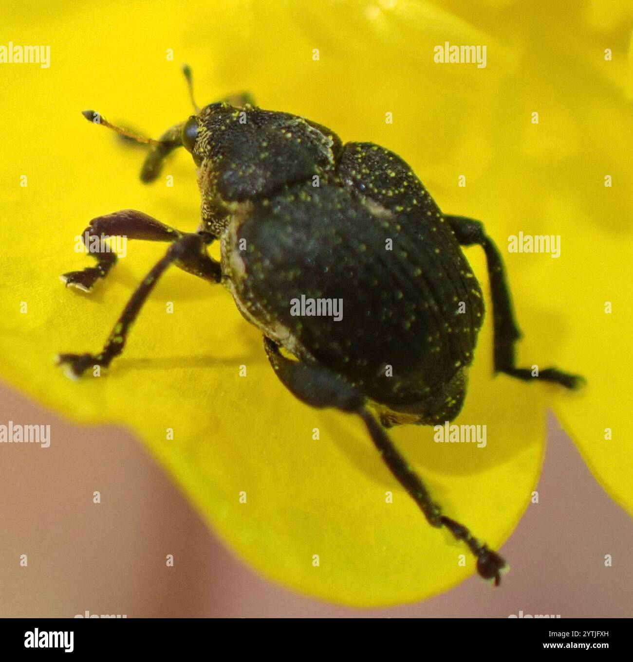 Iris weevil (Mononychus punctumalbum Stock Photo - Alamy