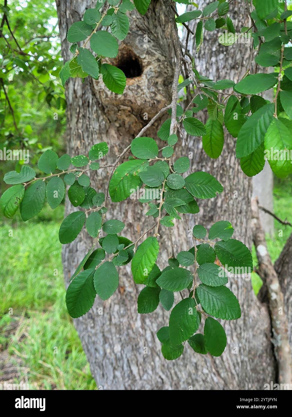 Cedar Elm (Ulmus crassifolia Stock Photo - Alamy
