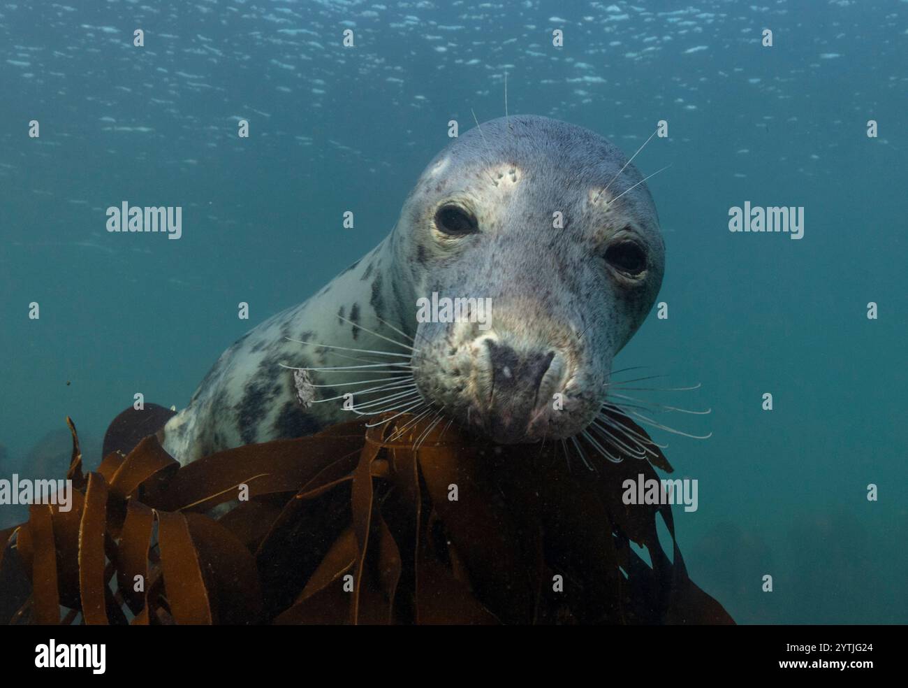 Eye level with a cute Grey seal (Halichoerus grypus) looking straight ...