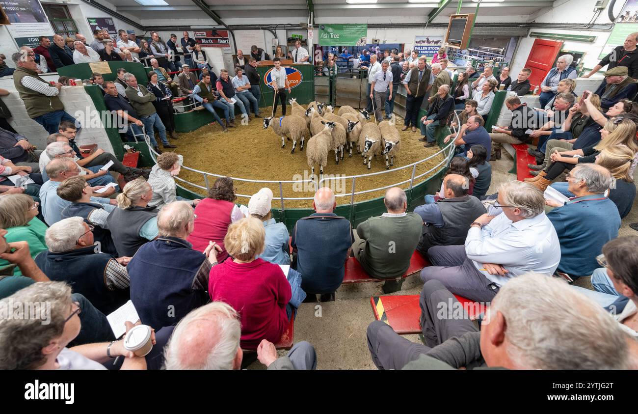 Sale of North of England mule gimmer lambs at Hawes, North Yorkshire ...