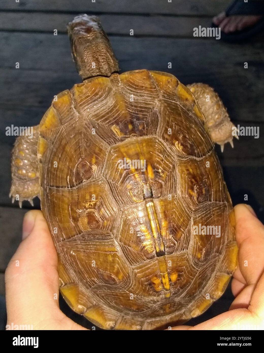Three-toed Box Turtle (Terrapene triunguis Stock Photo - Alamy