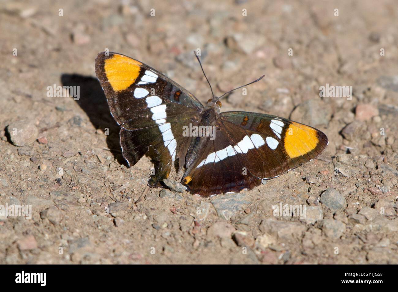 California Sister (Adelpha californica Stock Photo - Alamy