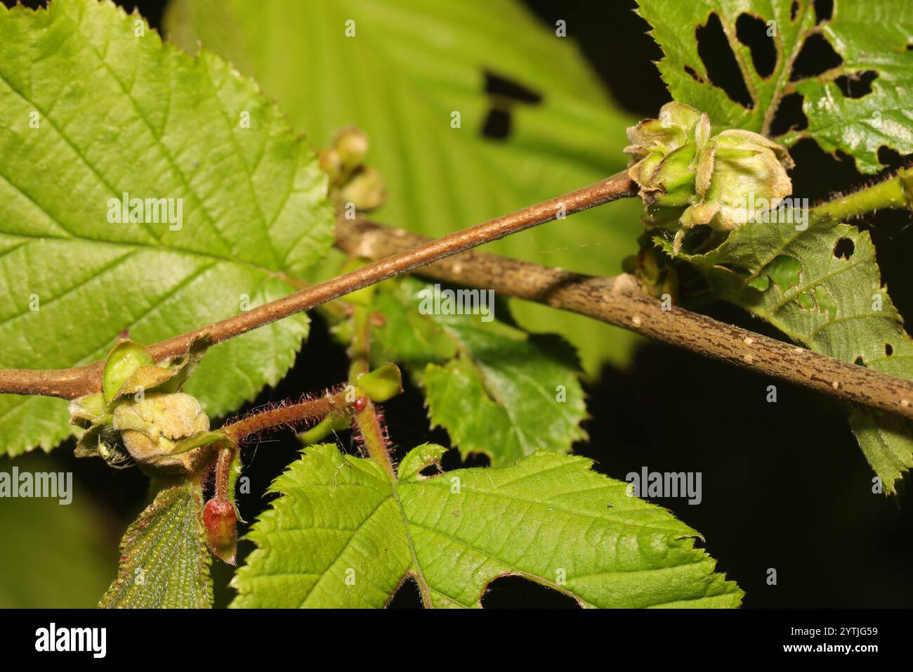 Bud mite hi-res stock photography and images - Alamy