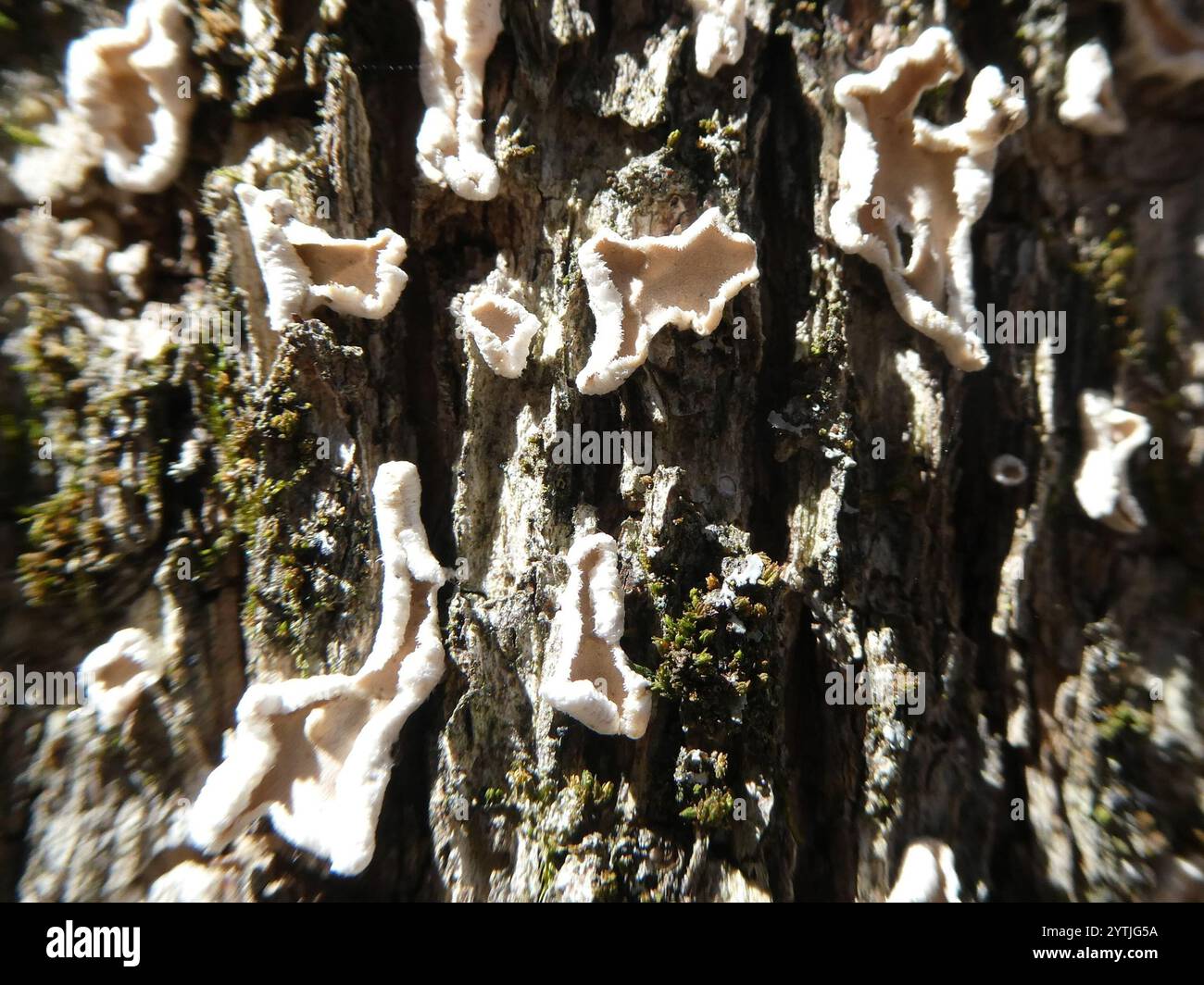 Smooth Patch Disease (Aleurodiscus oakesii Stock Photo - Alamy